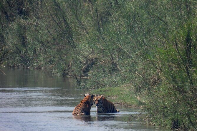 4Nights 5Days Bardia Tiger Tracking Tour |Bardia Jungle Safari - Is This Tour Right for You?