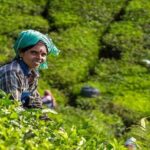 5 Days Kerala Tour with Private Car Houseboat Munnar and Thekkady - Transportation and Accommodation: What Travelers Can Expect