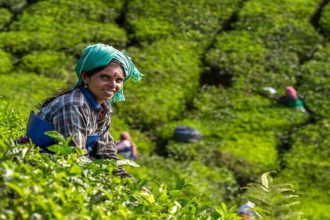 5 Days Kerala Tour with Private Car Houseboat Munnar and Thekkady - Transportation and Accommodation: What Travelers Can Expect