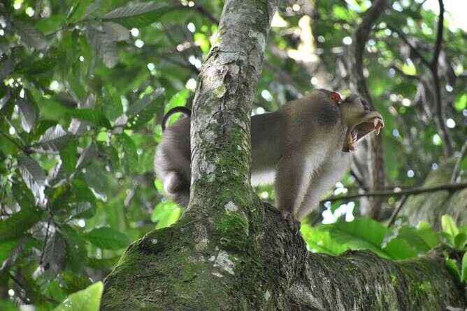 5 Days North Sumatera Adventure : Bukit Lawang & Mount Sibayak - What Makes This Tour Stand Out?