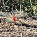 5 Stops Central Park Pedicab Tour Customizable Landmarks - The Experience in Detail: What to Expect from the Tour