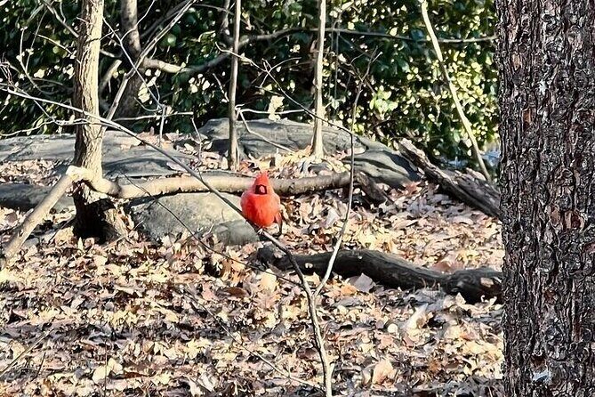 5 Stops Central Park Pedicab Tour Customizable Landmarks - The Experience in Detail: What to Expect from the Tour