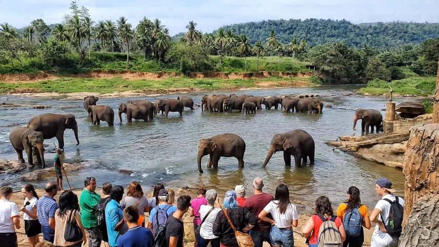 "6-Day Sri Lanka Escape: From Highlands to the Sea" - What to Expect on This 6-Day Adventure