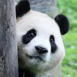 6 Days Chengdu Cultural and Night Scene Tour - Day 2: Pandas and Creative Vibes