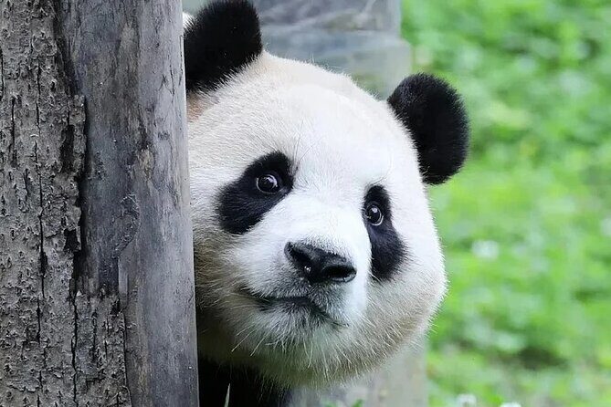 6 Days Chengdu Cultural and Night Scene Tour - Day 2: Pandas and Creative Vibes