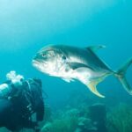 6 days Unlimited Diving Air and Nitrox package - What Makes This Tour Stand Out