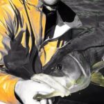 6 Hour Tarpon Springs, Florida Fishing Charter - Pricing and Value