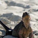 6 Hours Rose Island Tour with Snorkeling Experience and Lunch - Group Size, Timing, and Practicalities