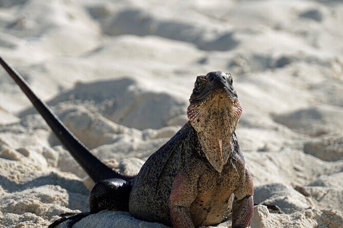 6 Hours Rose Island Tour with Snorkeling Experience and Lunch - Group Size, Timing, and Practicalities