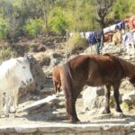 7 Days Tour on Poon Hill Trek and Chitwan Jungle Safari - What the Tour Means for You