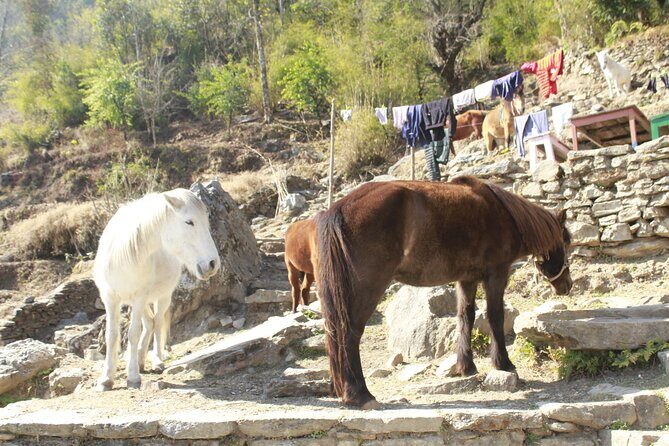 7 Days Tour on Poon Hill Trek and Chitwan Jungle Safari - What the Tour Means for You