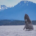 7 Hour Big Animal Encounter - Comfort and Convenience