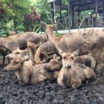 7 Hour Private Bandung City Tour - Final Thoughts: Who Will Love This Tour?