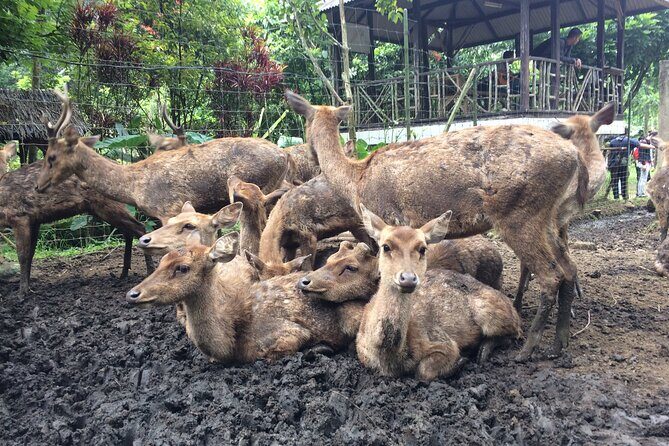 7 Hour Private Bandung City Tour - Final Thoughts: Who Will Love This Tour?