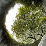 700 Years of Singapore A Join in River Cruise and Walking Tour - The Experience and Its Value