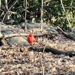 8 stops Central Park Pedicab Tour Customizable Landmarks - What to Expect From This Tour