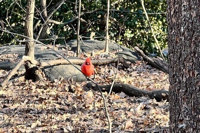 8 stops Central Park Pedicab Tour Customizable Landmarks - What to Expect From This Tour