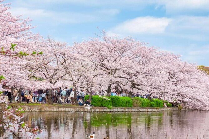 9 Day Best of Japan Cherry Blossom Small Group Tour 2026 - The Value of This Tour
