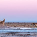 A Day Khustai National Park - Exploring the Itinerary in Depth