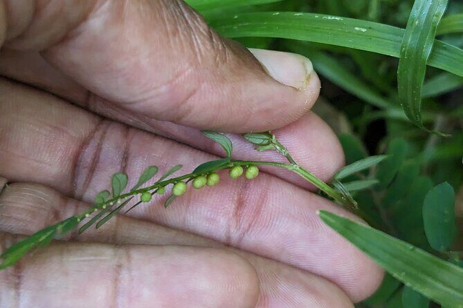 A Day of Relaxation in the Jungle and Waterfalls of Dominica - Final Thoughts: Who Will Love This Tour?