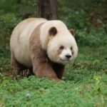 A day trip to the Xi'an Qinling Giant Panda Research Center - Exploring the Itinerary in Detail