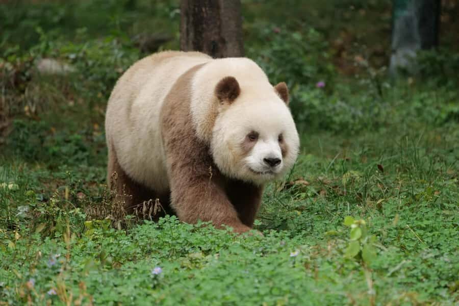 A day trip to the Xi'an Qinling Giant Panda Research Center - Exploring the Itinerary in Detail