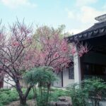 A Deep Dive into Nanxiang Xiaolongbao Culture - The Culinary Ritual: Savoring the Buns