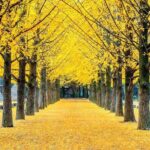 A Journey Through Time and Taste Seoul Experience - Day 3: Modern Seoul in Gangnam and Trendy Streets