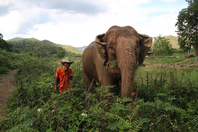 A stunning 11 Day Tuk Tuk Adventure in Northern Thailand - with driver - Understanding the Value