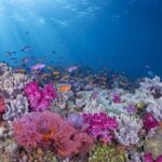 Adventures of the Lost Atlantis Bimini Road - The Sum Up