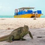Afternoon Half Day Cruise from Providenciales with Snorkeling and Iguana Island - The Food and Drinks
