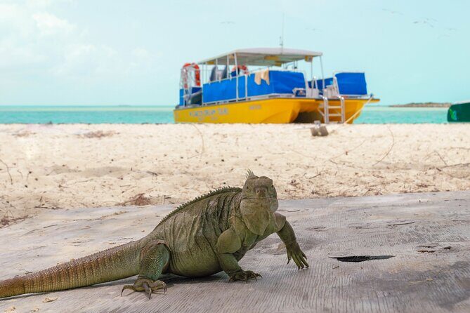 Afternoon Half Day Cruise from Providenciales with Snorkeling and Iguana Island - The Food and Drinks
