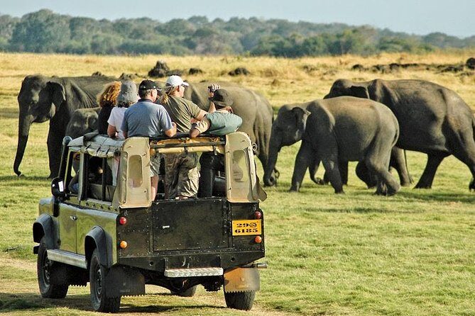 Afternoon Safari at Minneriya National Park - What Travelers Say and Why It Matters