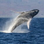 Afternoon Whale Watching Tour in Maui with Dinner - Final Thoughts
