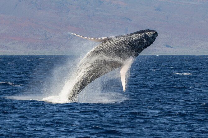 Afternoon Whale Watching Tour in Maui with Dinner - Final Thoughts