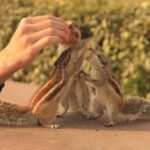 Agra: Agra Fort Private Guided Tour with Squirrel Feeding - Is This Tour Worth the Price?