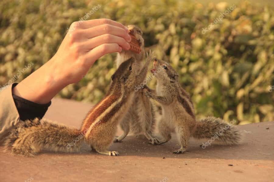 Agra: Agra Fort Private Guided Tour with Squirrel Feeding - Is This Tour Worth the Price?