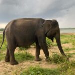 Ahungalla Riu Yala National Park Private Jeep Safari Tour - Why This Tour Works Well