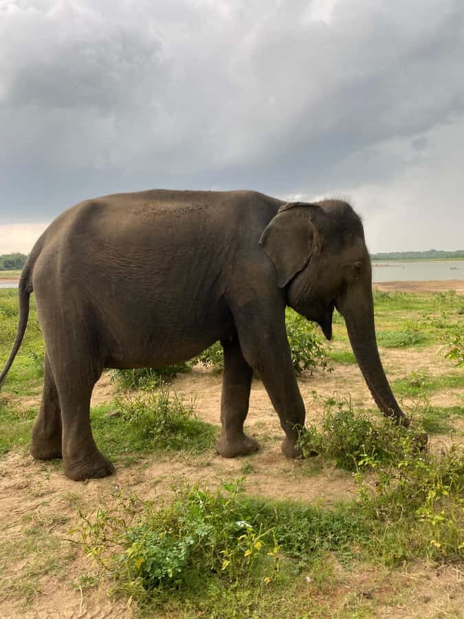 Ahungalla Riu Yala National Park Private Jeep Safari Tour - Why This Tour Works Well