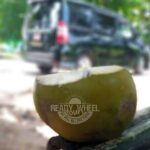 Airport Transfer To Falmouth Hotels from MBJ Airport - Who Is This Tour Best For?