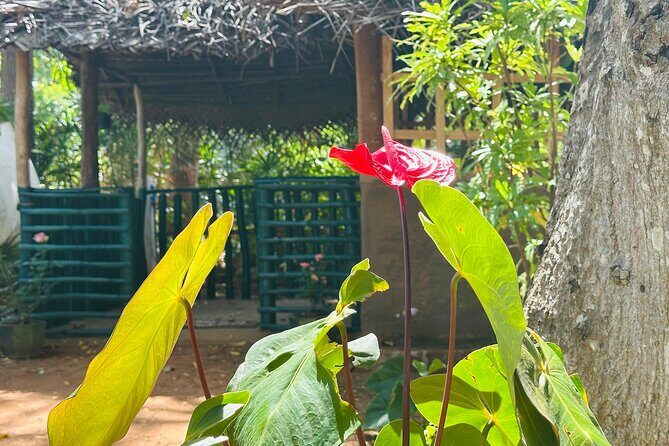 Akka Nago Cooking Class & Resturant - The Practicalities: What’s Included & What’s Not