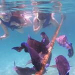 Akumal Beach: Ecologic Turtle Snorkeling Tour & Gopro Photos - The Itinerary – A Step-by-Step Breakdown