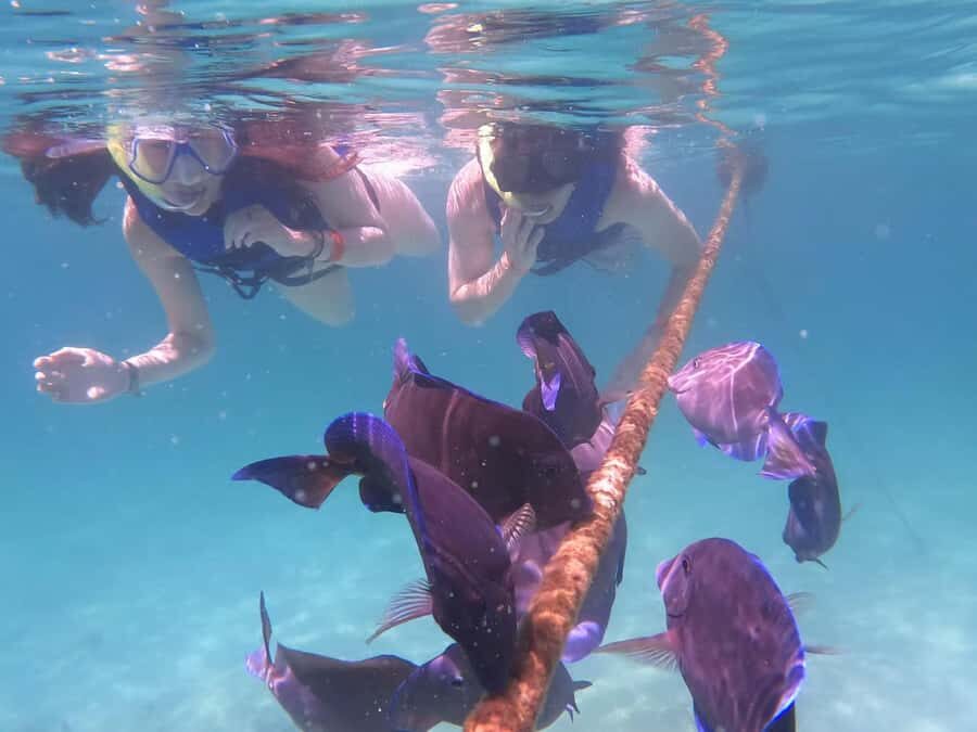 Akumal Beach: Ecologic Turtle Snorkeling Tour & Gopro Photos - The Itinerary – A Step-by-Step Breakdown