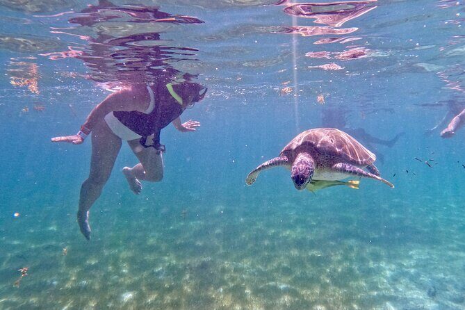 Akumal; Snorkeling and Photos with Turtles - Itinerary Breakdown: Step by Step