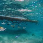 Akumal: Snorkeling and Turtle Watching Tour - Final Thoughts: Is It Worth It?