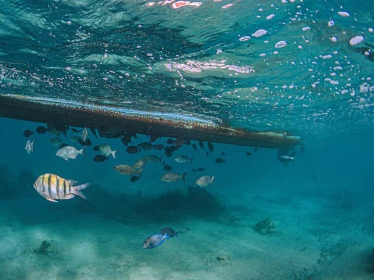 Akumal: Snorkeling and Turtle Watching Tour - Final Thoughts: Is It Worth It?