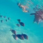 Akumal; Snorkeling with The Sea Turtles - Who Should Consider This Tour?