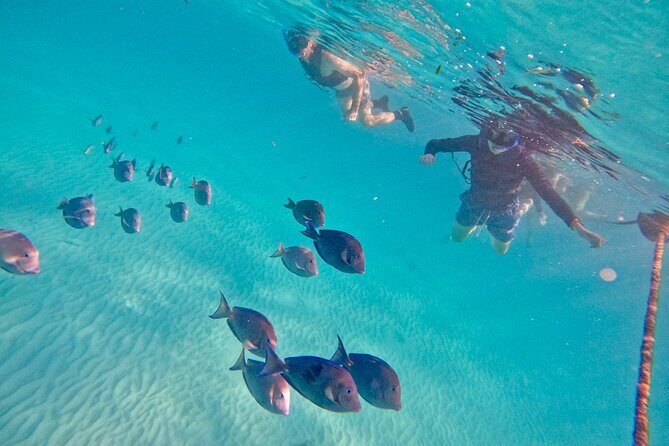 Akumal; Snorkeling with The Sea Turtles - Who Should Consider This Tour?