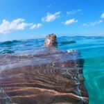 Akumal: Swim with sea turtles and coral reefs. - An In-Depth Look at the Tour Experience