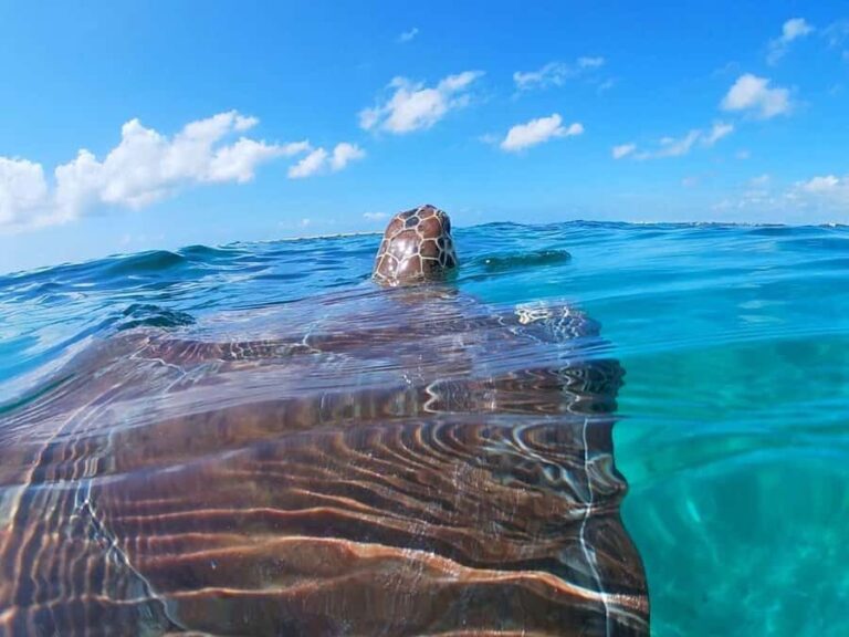 Akumal: Swim with sea turtles and coral reefs. - An In-Depth Look at the Tour Experience